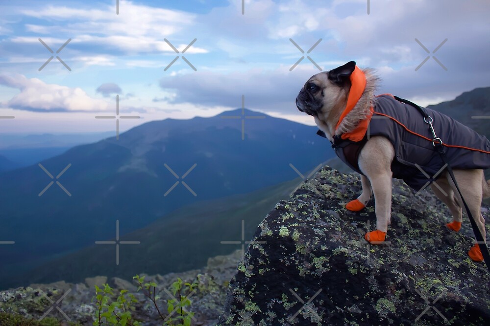 "The Majestic Mountain Climbing Adventure Pug" by pugventurephoto ...