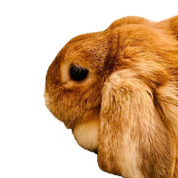 "Holland Lop Rabbit - Young Female Red and White" Sticker for Sale by ...