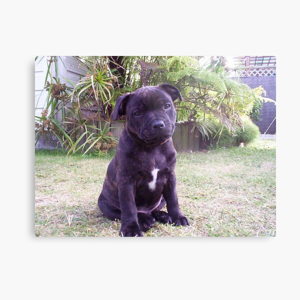 Staffy Wall Art | Redbubble
