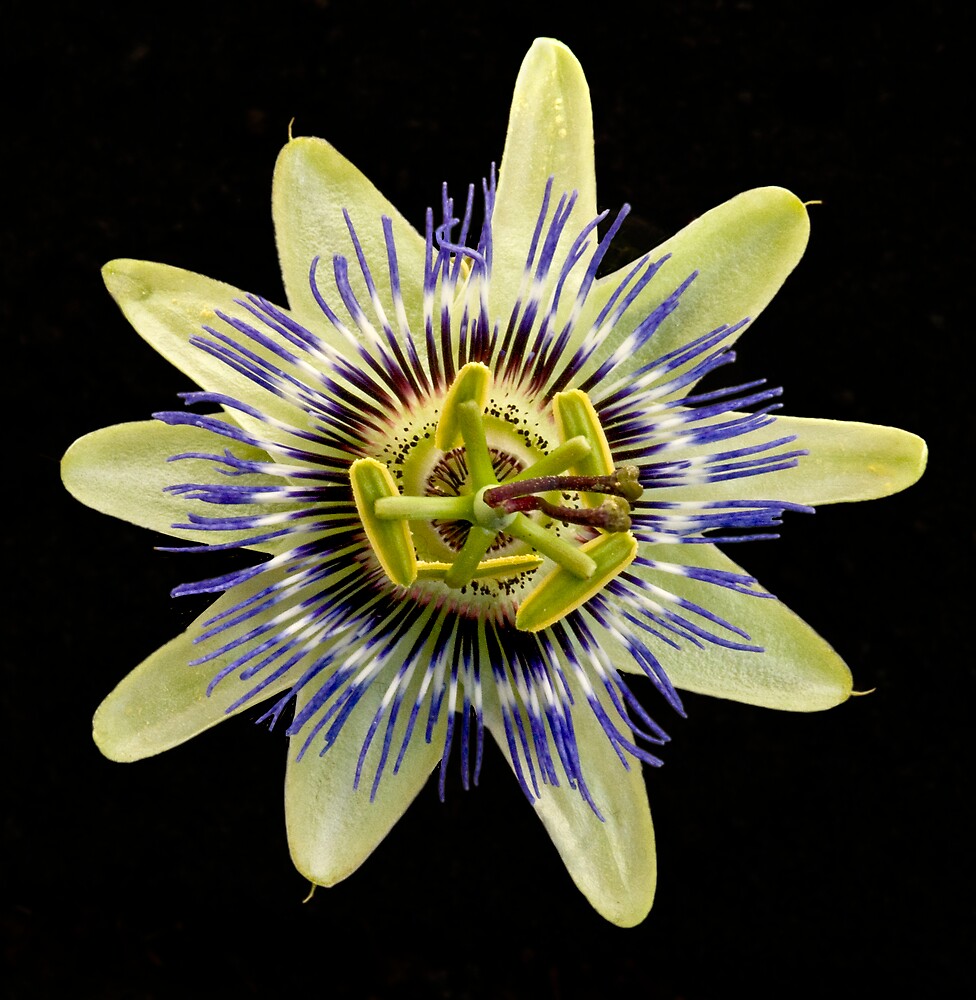 "Patsy the pashing passionfruit flower" by Charles McKean | Redbubble