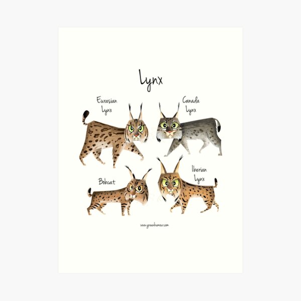 Canada Lynx Gifts & Merchandise | Redbubble