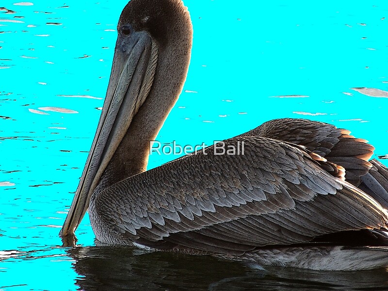 "Pelican" by Robert Ball | Redbubble