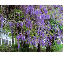 "Purple Flower Tree" by Cynthia48 | Redbubble