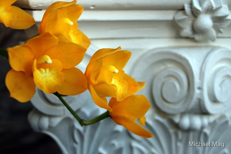 "Old Yeller" by Michael May | Redbubble