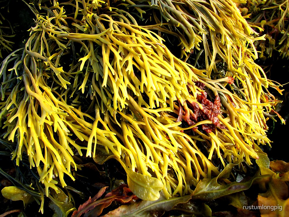 "Rockpool seaweed" by rustumlongpig | Redbubble