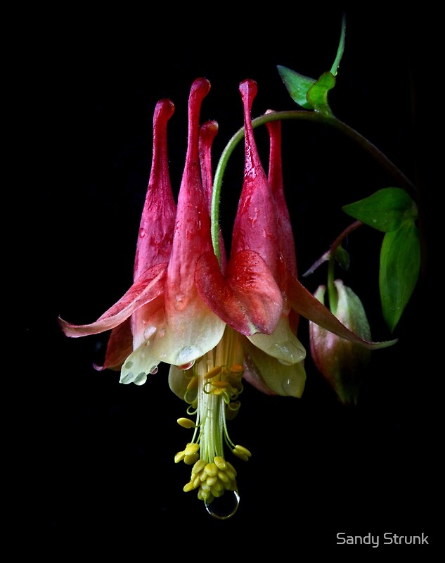 "Columbine" by Sandy Strunk | Redbubble