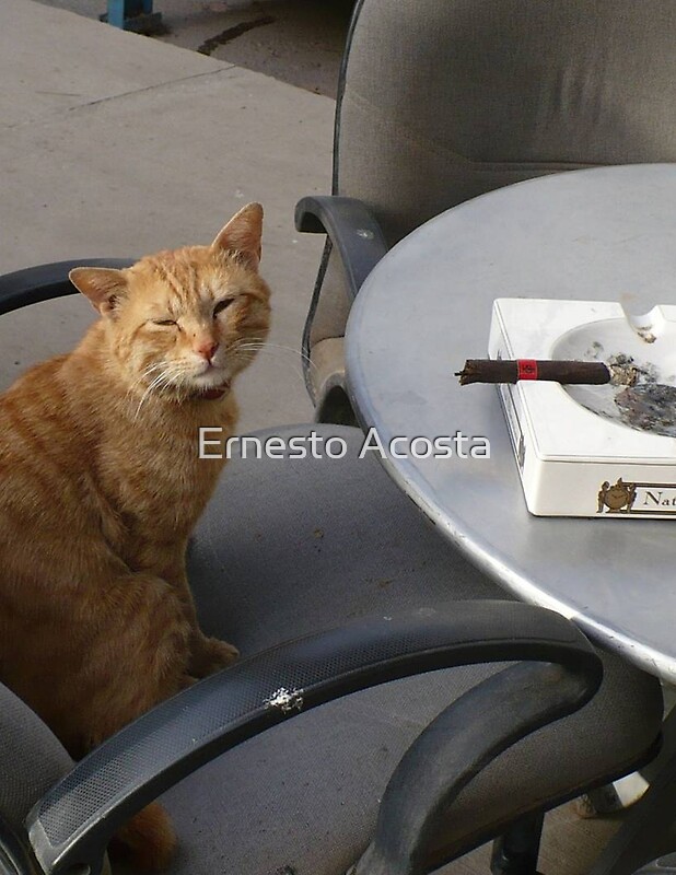 "Cat Smoking a Cigar" by Ernesto Acosta | Redbubble