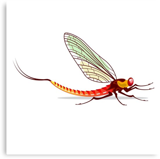 "Mayfly " Canvas Print by vectorworks51 | Redbubble