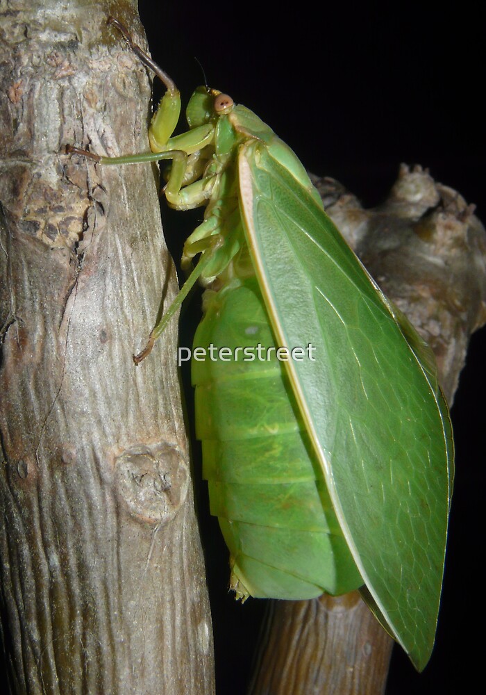 "Male Bladder Cicada, Cystosoma saundersii" by peterstreet | Redbubble