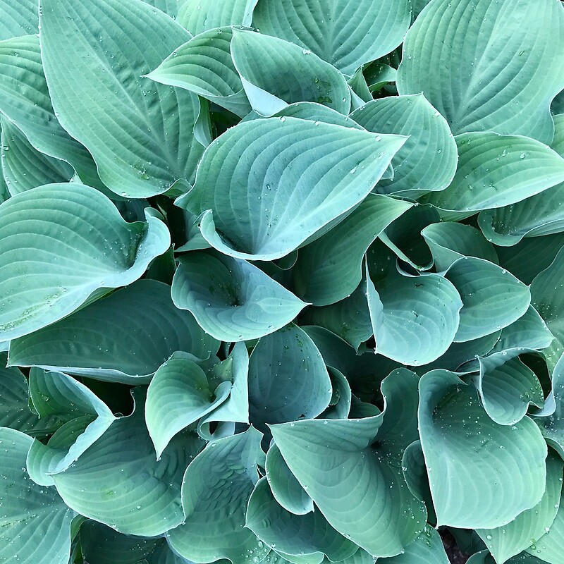 "Hosta World" by sacredelements | Redbubble