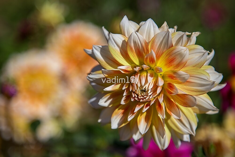 "USA. California. Dahlia." by vadim19 | Redbubble