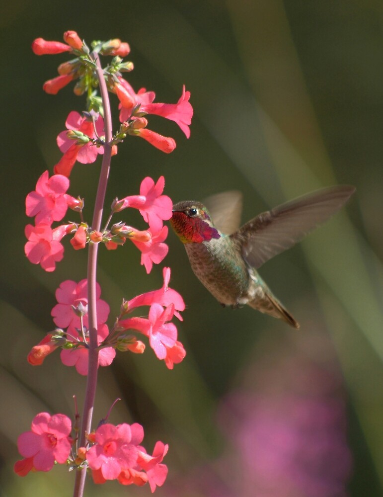 "Male Anna's Hummingbird in Courtship Colors" by K D Graves Photography ...