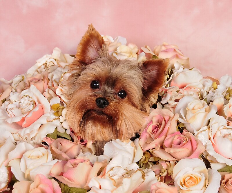 « Flower Pup » par Lover1969 | Redbubble