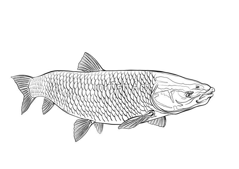 "Love carp" by Inkfish Art | Redbubble