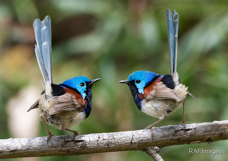 "Variegated Fairy-wrens" by RAFImages | Redbubble