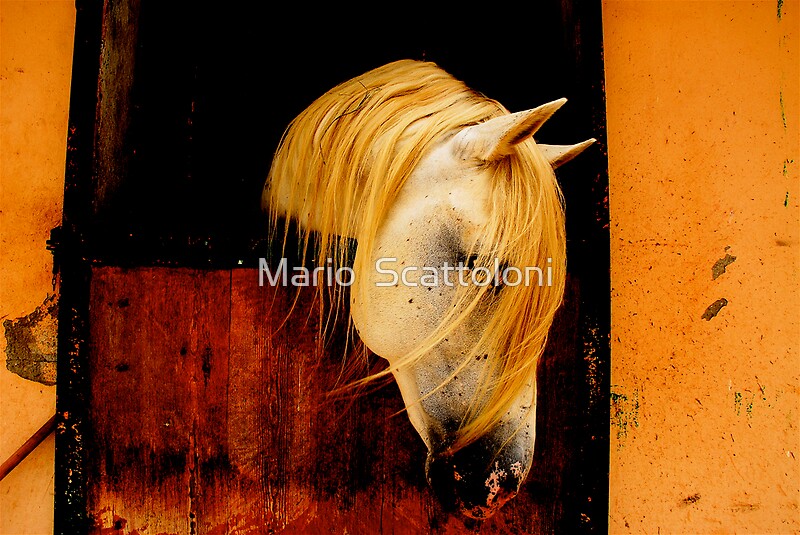 "Ibero, a horse I met recently & deserved better" by Mario Scattoloni ...