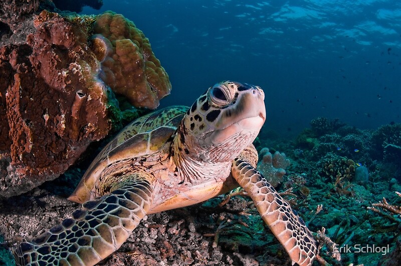 "Green Turtle, Sipadan, Sabah, Malaysia" by Erik Schlogl | Redbubble