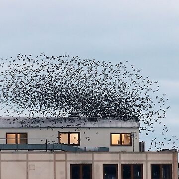 "Lift off" Art Print for Sale by GreyFeatherPhot | Redbubble