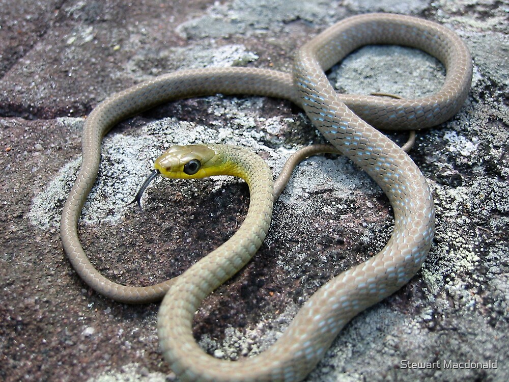 "Common tree snake" by Stewart Macdonald | Redbubble