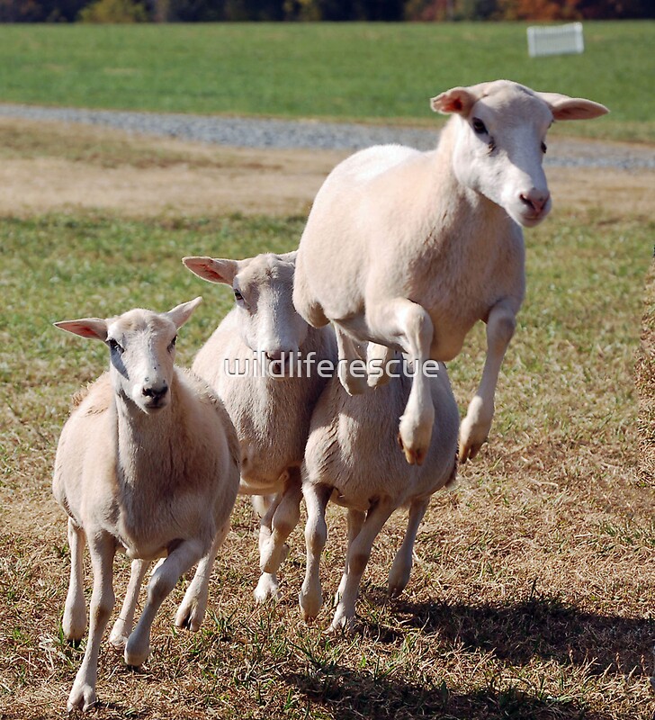 "Leaping Sheep - Jane Best" by wildliferescue | Redbubble