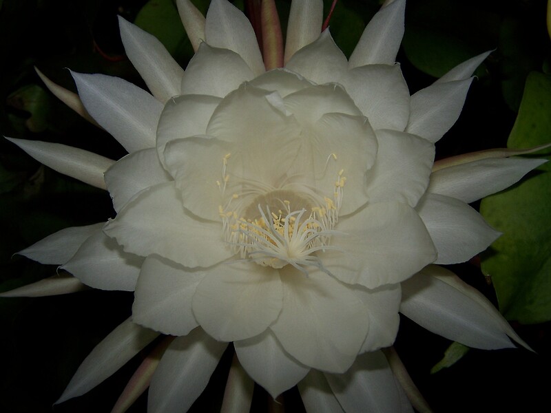 "Moon Flower #3" by Daniel Rayfield | Redbubble