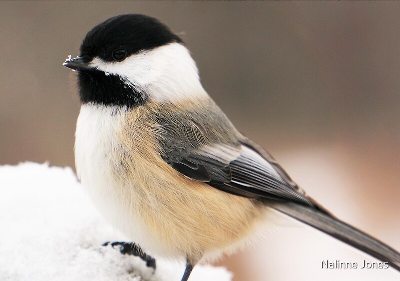 "Cute Fluffy Chickadee in the Snow" by Nalinne Jones | Redbubble