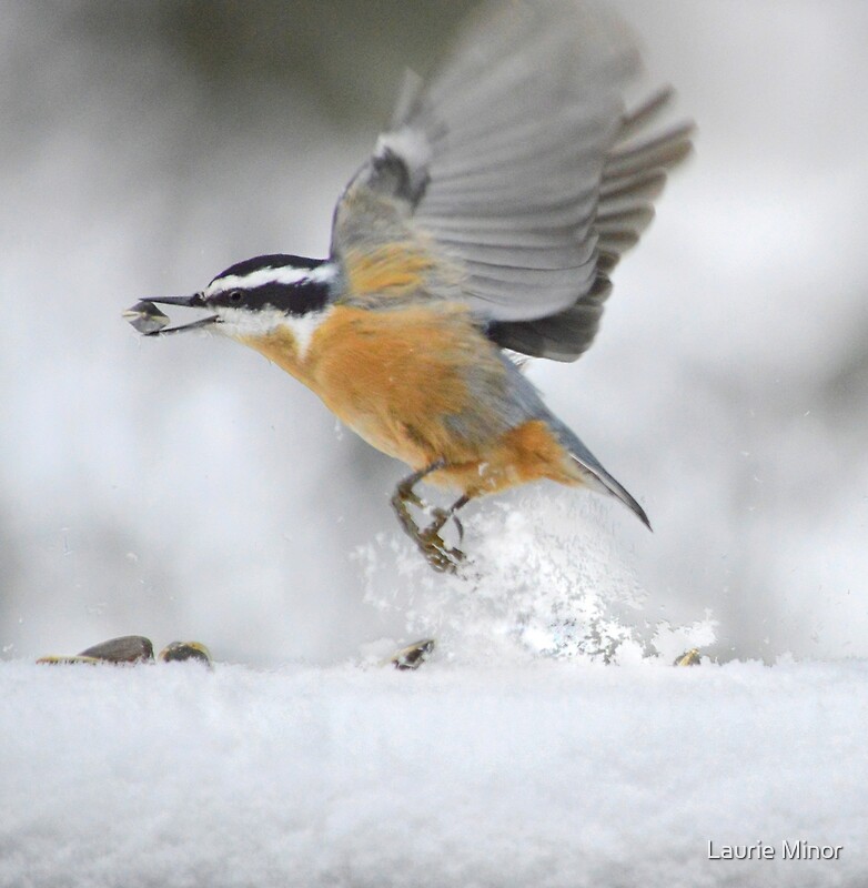"Nuthatch in flight" by Laurie Minor | Redbubble