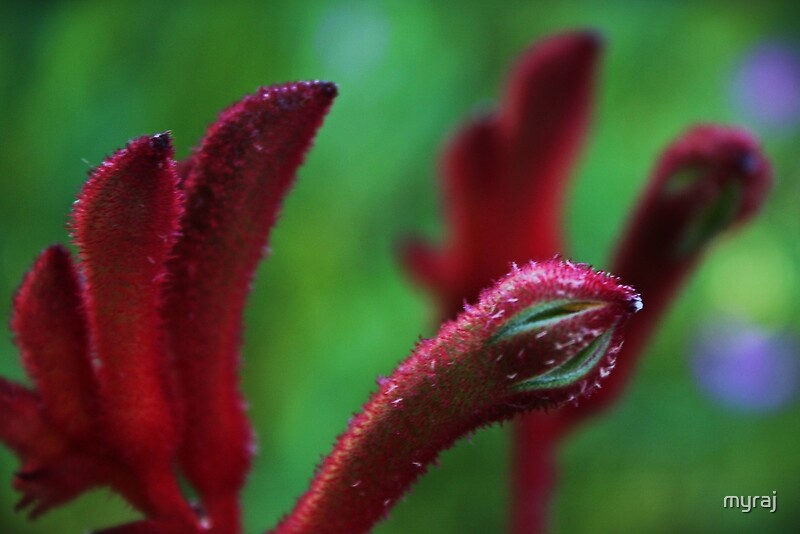 "Kangaroo Paw ... about to explode" by myraj | Redbubble