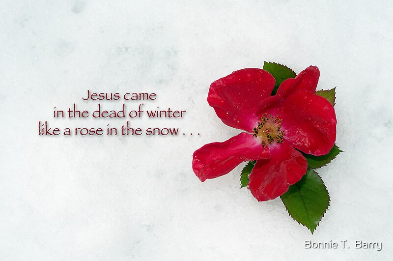 "Jesus came in the dead of winter like a rose in the snow" by Bonnie T ...