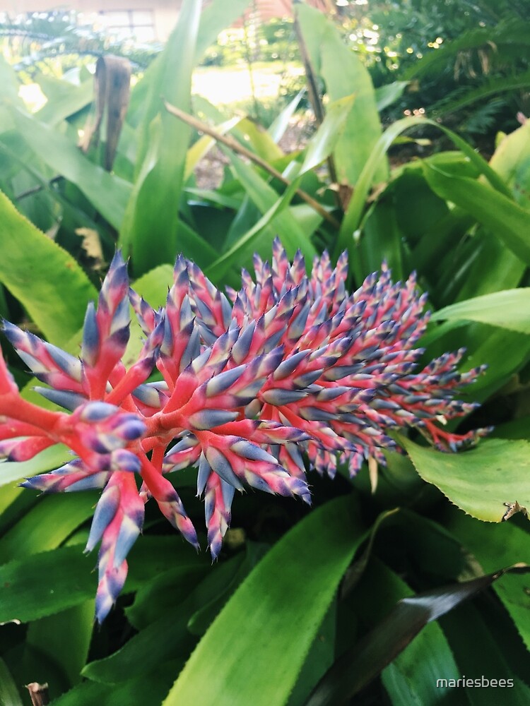 "aechmea blue rain flowers" by mariesbees | Redbubble