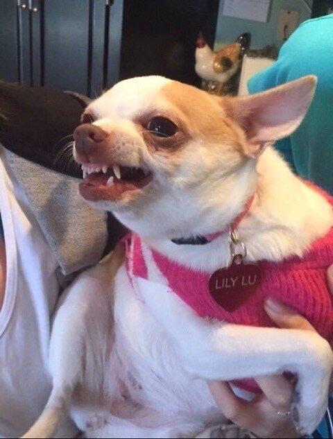 "Growling Dog Meme" by bartzlaura | Redbubble