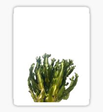 Cactus: Stickers | Redbubble