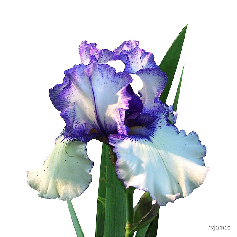 "Iris 'freedom Song' On White" by rvjames | Redbubble