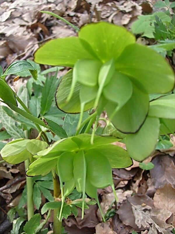 "Kukurek" by Ana Belaj | Redbubble