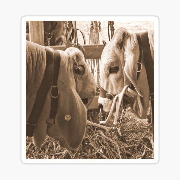 Brahman Cattle Gifts & Merchandise | Redbubble