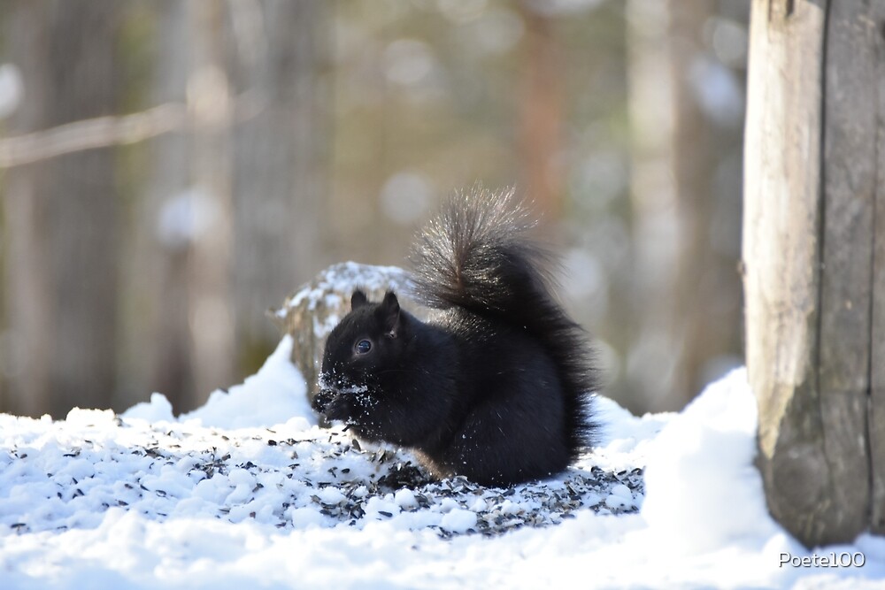 "Young black squirrel_how cute is that!" by Poete100 | Redbubble