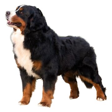 "Cute Bernese Mountain Dog - Berner Sennenhund - Funny Berner Design ...