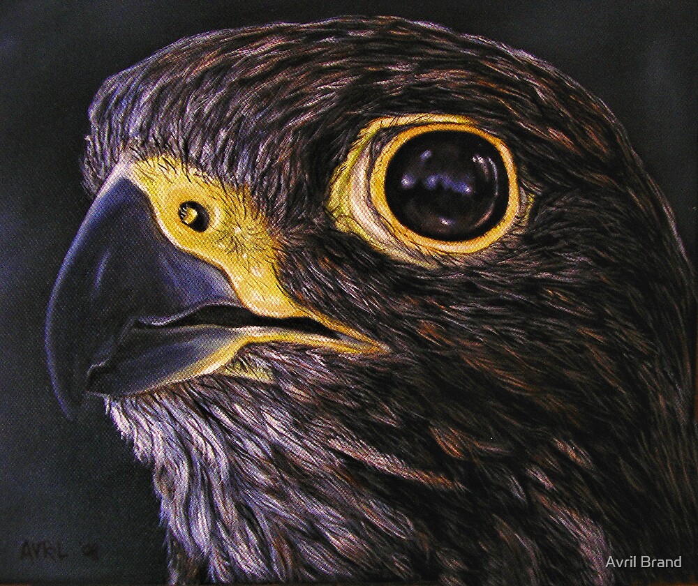 ""Peregrine Falcon" - Oil Painting" by Avril Brand | Redbubble