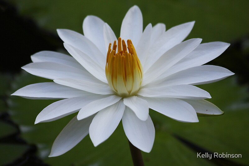 "Fiji Lotus" by Kelly Robinson | Redbubble