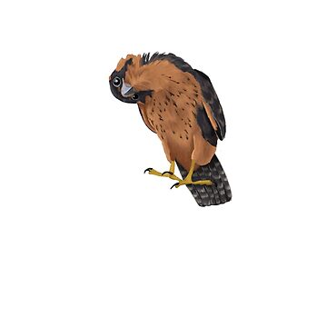 "Curious Aplomado Falcon" Sticker for Sale by Kindahawkward | Redbubble