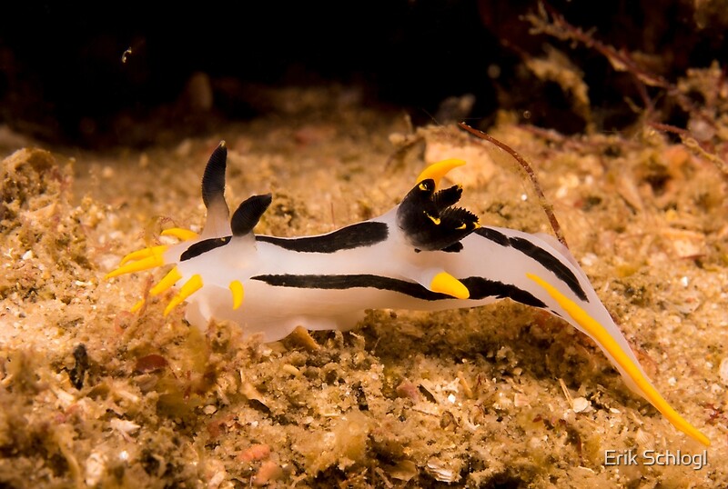"Polycera capensis, Australia" by Erik Schlogl | Redbubble