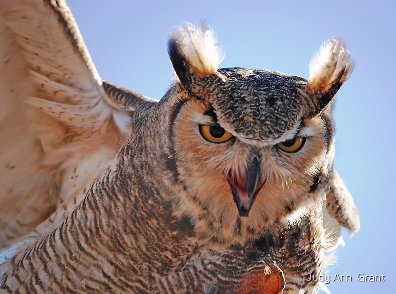 "Screaming Owl " by Judy Ann Grant | Redbubble