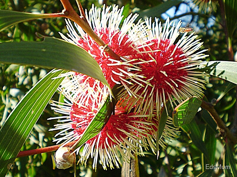 "Hakea - Pin Cushion Tree - Australian Native" by EdsMum | Redbubble