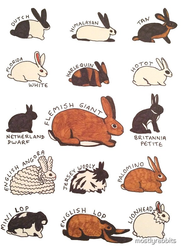 "Rabbit Breeds" by mostlyrabbits | Redbubble