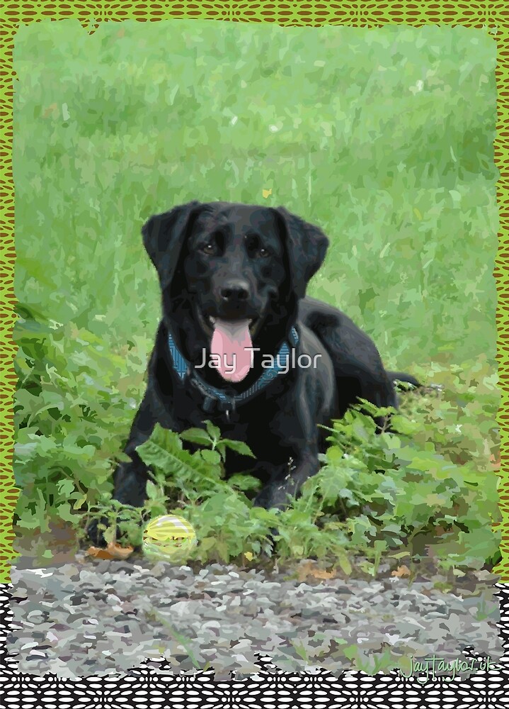 "Loki - Black Labrador" by Jay Taylor | Redbubble