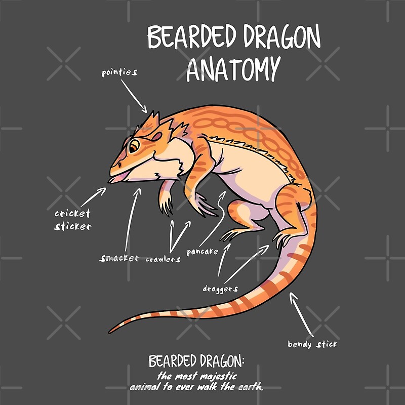 "bearded dragon anatomy" by AnimalArtist | Redbubble