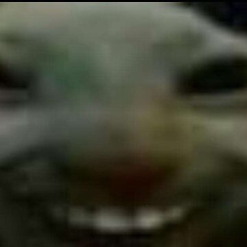 "Laughing Cat - xdd emote" Magnet for Sale by expertgroup | Redbubble