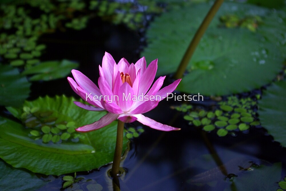 "Arisen ~ Pink Water Lily" by Kerryn Madsen-Pietsch | Redbubble