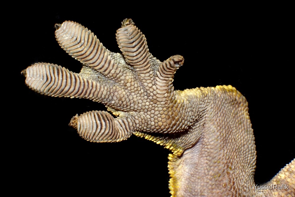 "Crested Gecko Foot" by YussefRafik | Redbubble