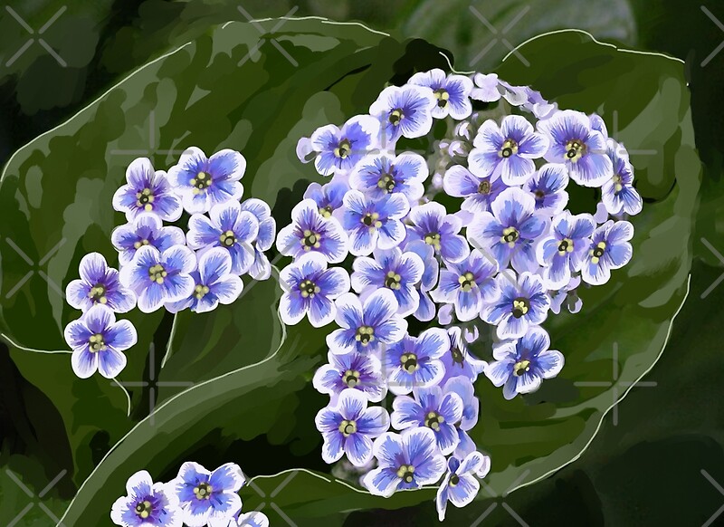 "Chatham Island Forget me not, Kopakopa" by carole hirst | Redbubble